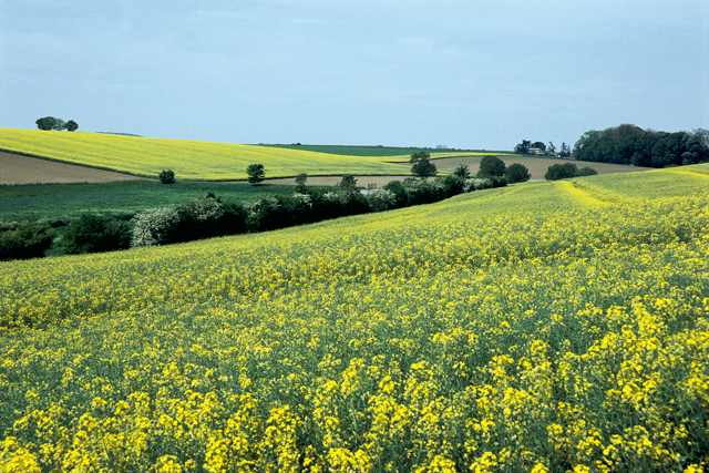 Plaine de Versailles – Les Amis du Grand Parc de Versailles – AGPV